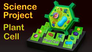 Science project plant cell