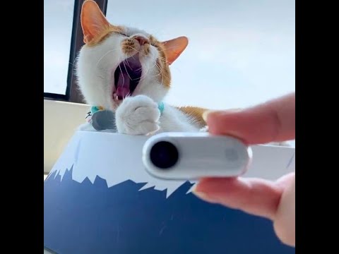 CAT perspective Finger-sized Camera - YouTube