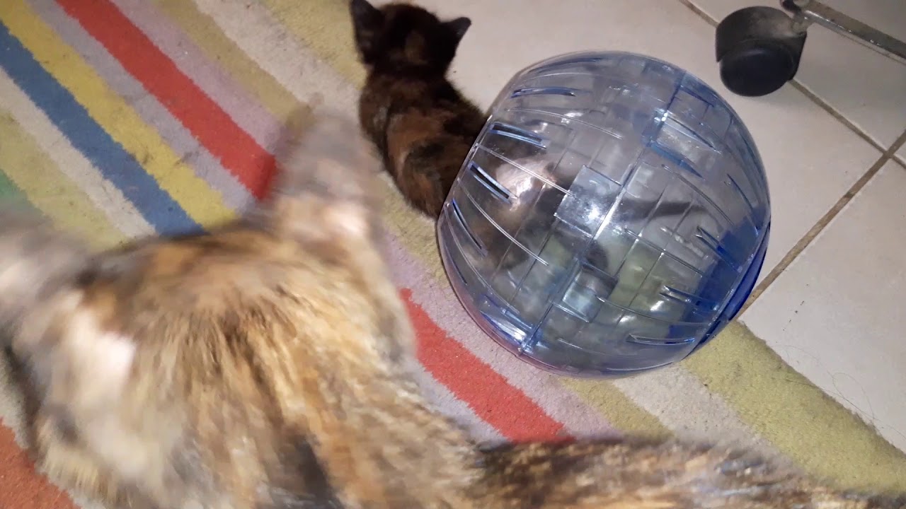 99 CATS KITTY CATS HD 1080p BLURAY BY DJ TOLIS BEAT BOX PRODUCTION ...