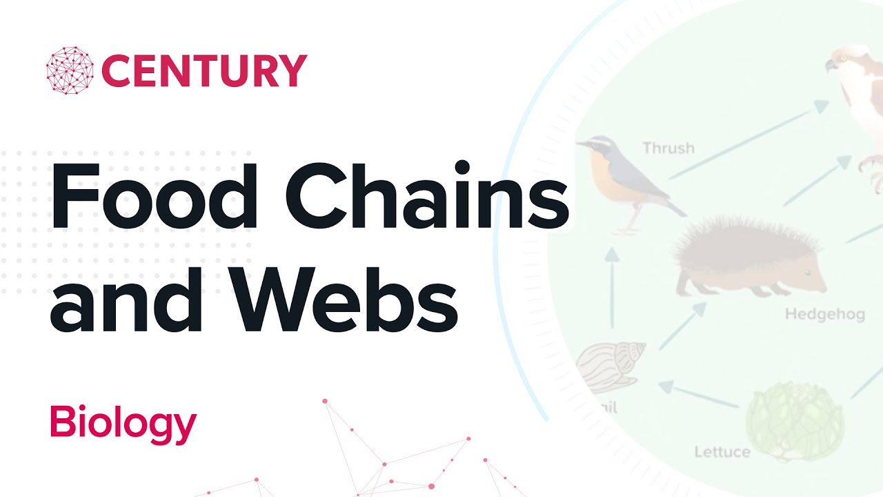 Food Chains and Webs | Biology | Secondary - YouTube