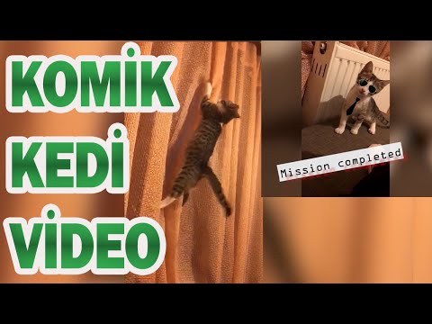 En Komik Kedi Videoları- Yaramaz Kedi Video- Sevimli Kedi