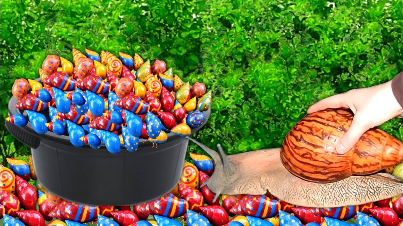 Wadidaw Menemukan Siput Pelangi, Siput Turbo, Siput Albino, Siput Warna ...