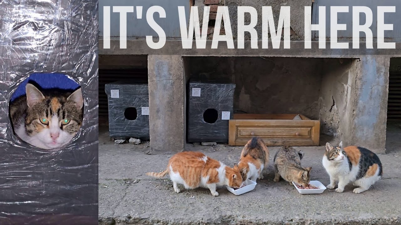 How Warm Boxes Saved an Entire Colony of Stray Cats from Freezing ...