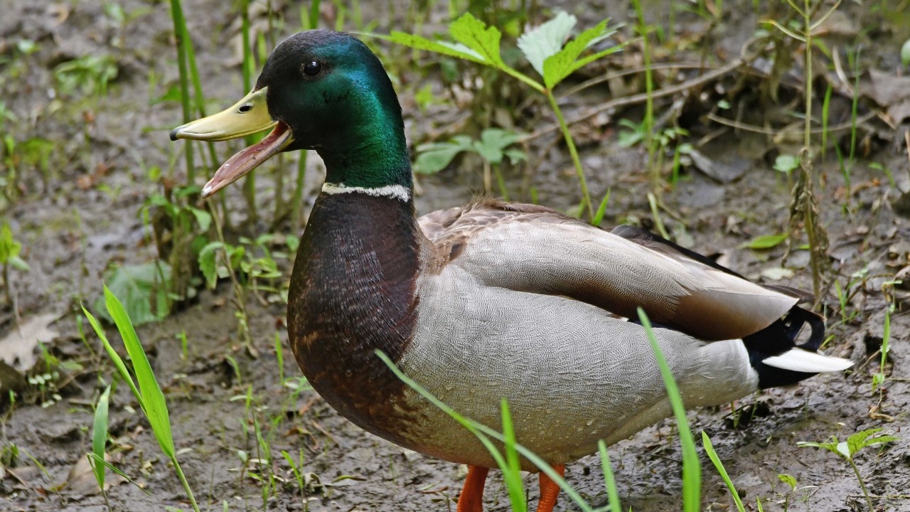 Get To Know The Mallard - YouTube