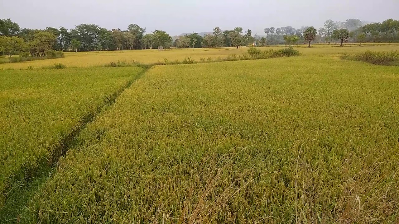 Paddy cultivation in KALAHANDI - YouTube