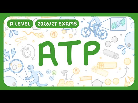 A-Level Biology - ATP - Structure | How it's Synthesised & Broken Down | Functions (2026/27 exams)