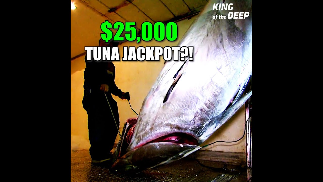 $25,000 Tuna Jackpot! 1,015lbs Beast & a Value Twist! - YouTube