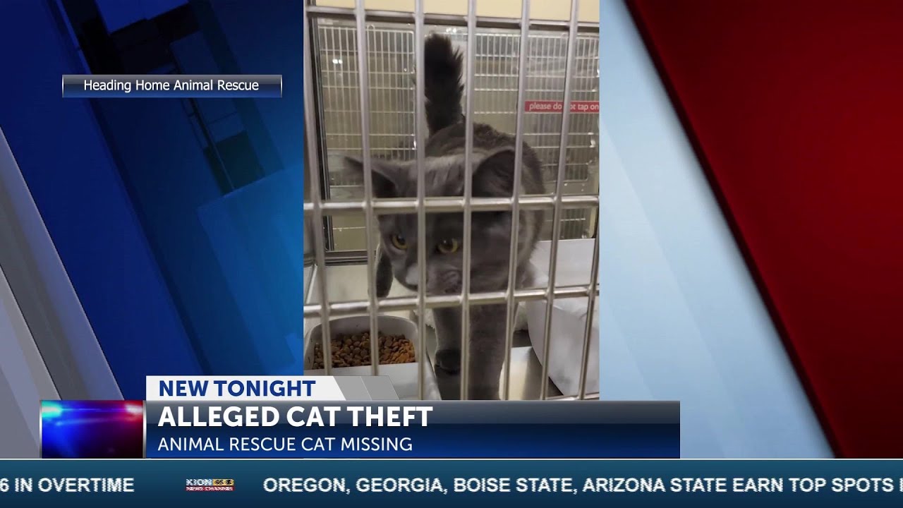 Alleged Cat Theft - YouTube