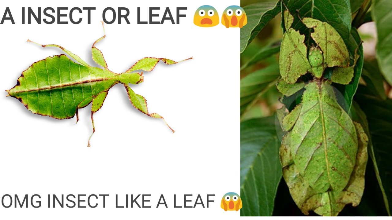 Leaf insect intresting facts / AN INSECT LIKE A LEAF - YouTube