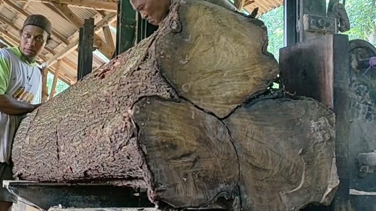 Cutting large Acacia wood - YouTube
