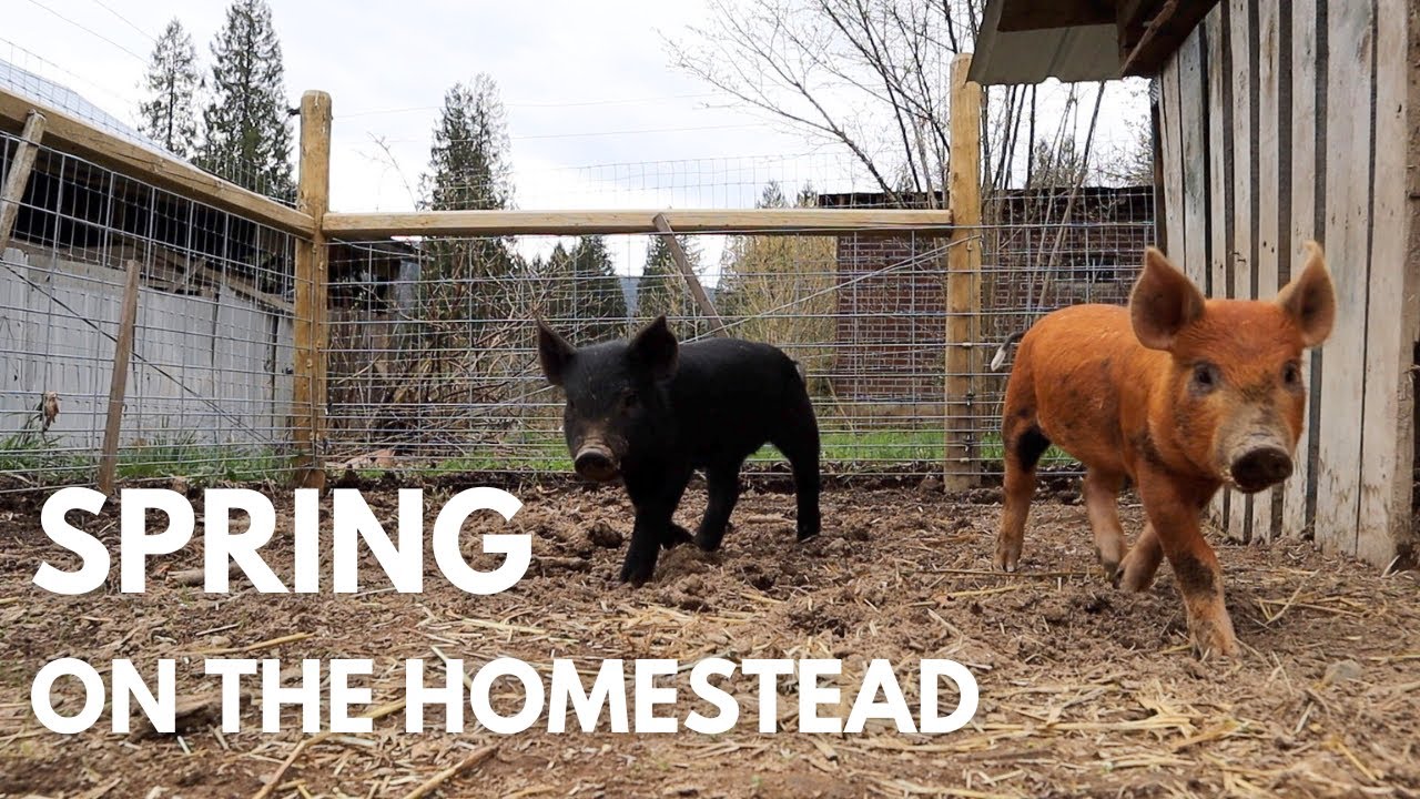 SPRING On Our Small Homestead - YouTube
