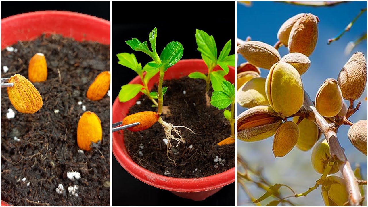 How to grow Almond tree at Home - The Easiest Way to Grow Almonds Tree ...