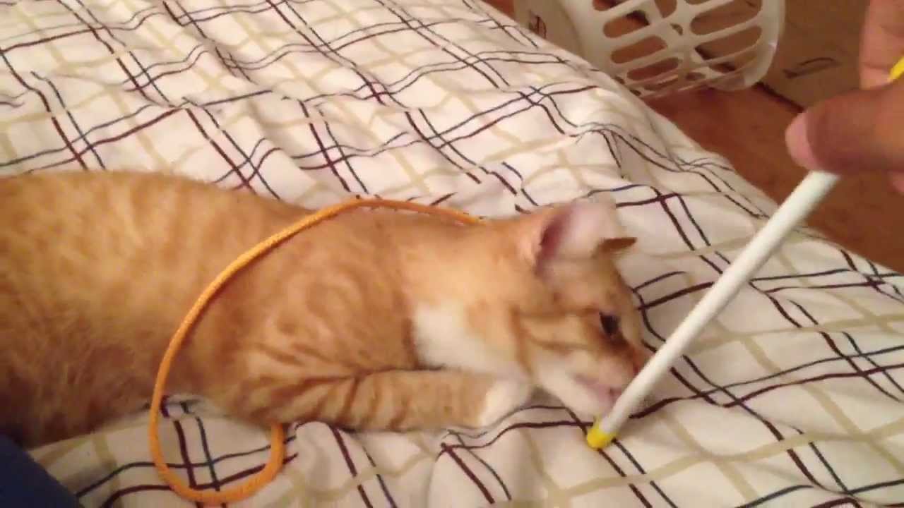 Cute little kitten goes wild over string - YouTube