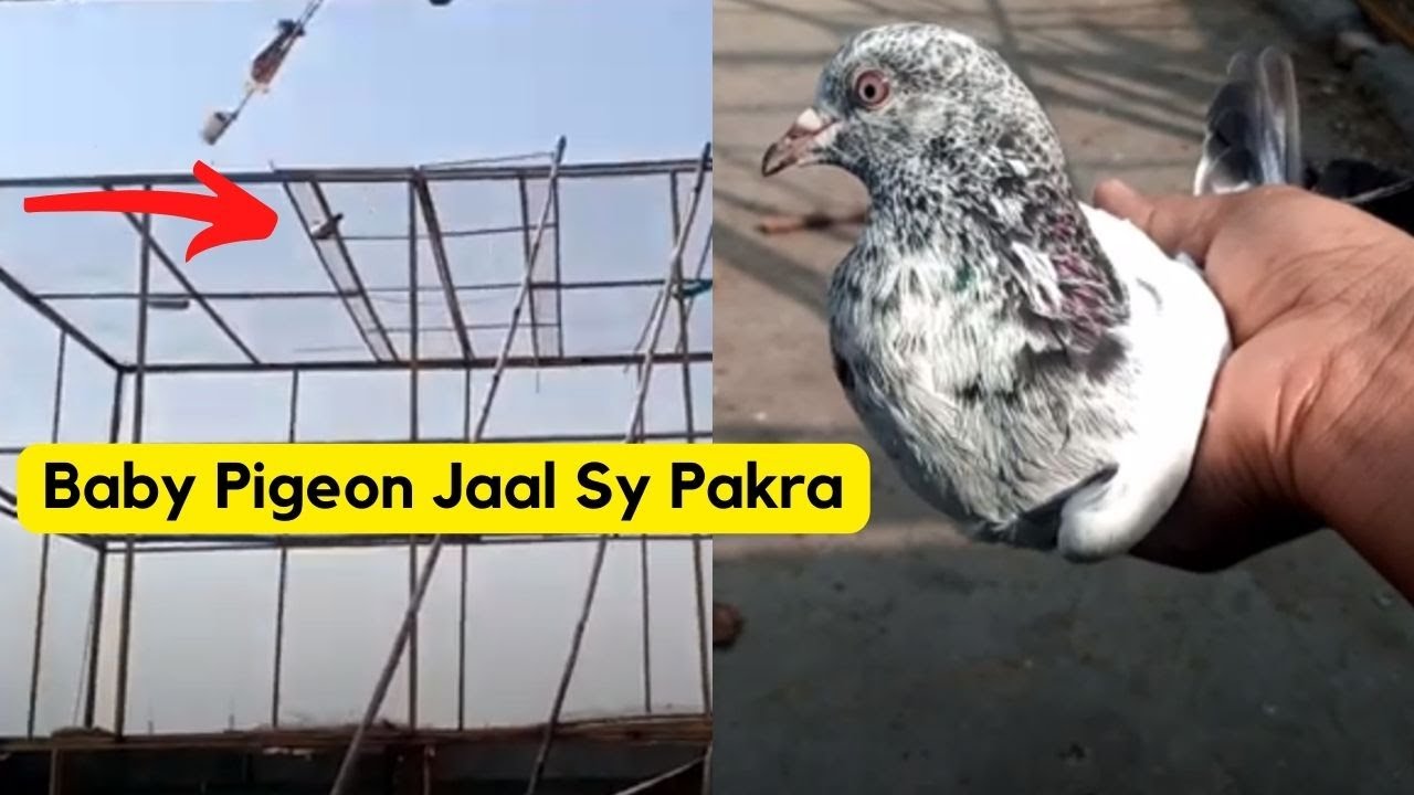 Baby Pigeon Jaal Sy Pakra Bohat Acha Hy || King Pigeons vlog - YouTube