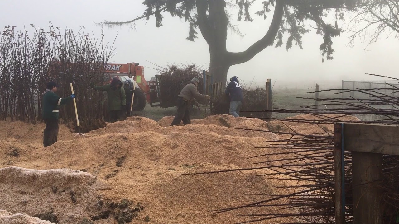 Heeling in Nursery Trees 1 - YouTube