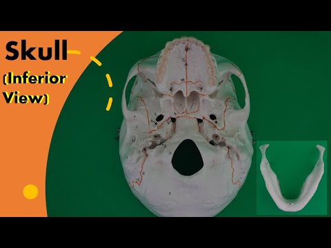 Skull Bones: Inferior View Labeled! Anatomy Made Easy for All ...