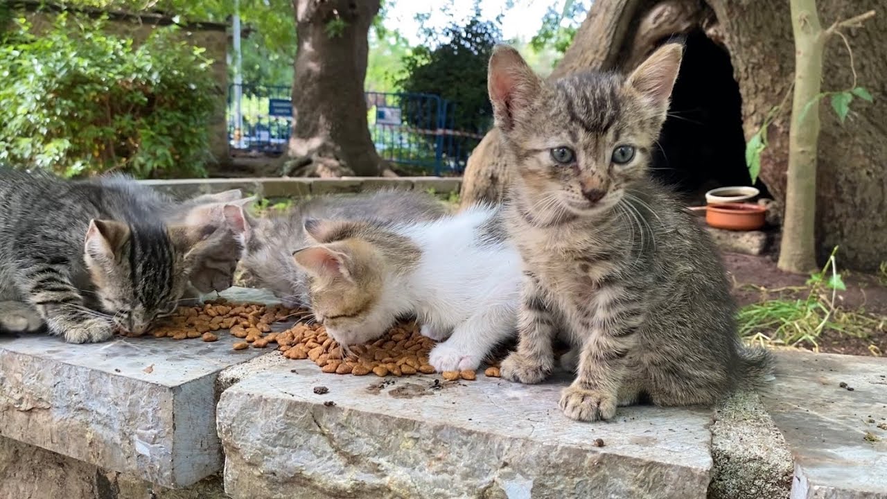 Incredibly beautiful Kittens living in the park. These Kittens live in ...