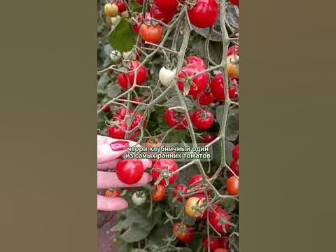 Показали томат который похож на клубнику! Смотрите скорее наш обзор ...