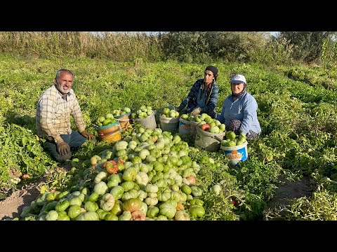 Ata Tohumu Domateslerimizde Yok Böyle Bir Verim❗️|Sezonun Son Günü