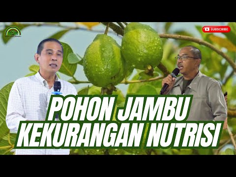 Nutrisi untuk Pohon Jambu Agar Tumbuh Subur dan Berbuah Lebat