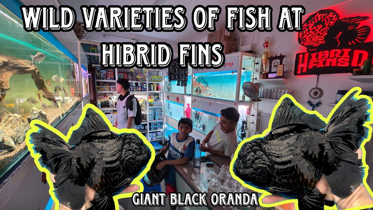 Big size Oranda at Hybrid Fins with the collection of amazing varieties ...
