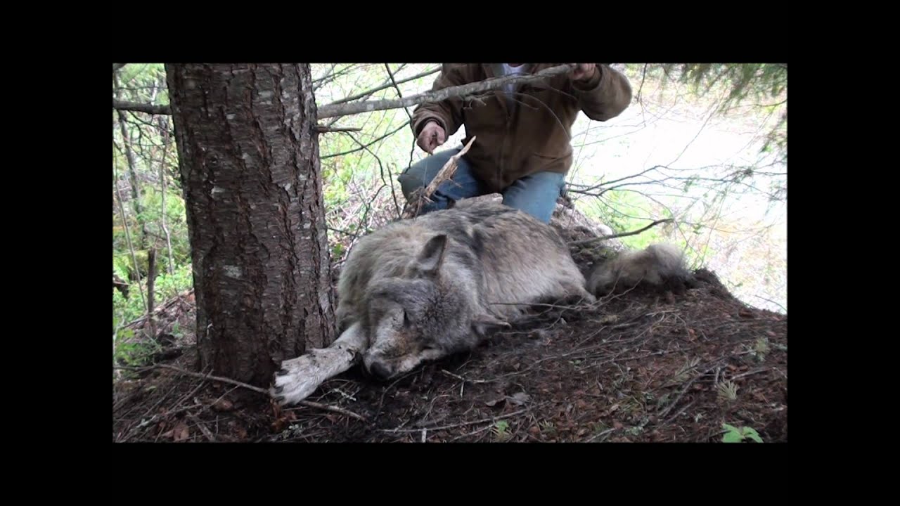 process of snaring wolves#6..THE END ( follow live progress on FB ...
