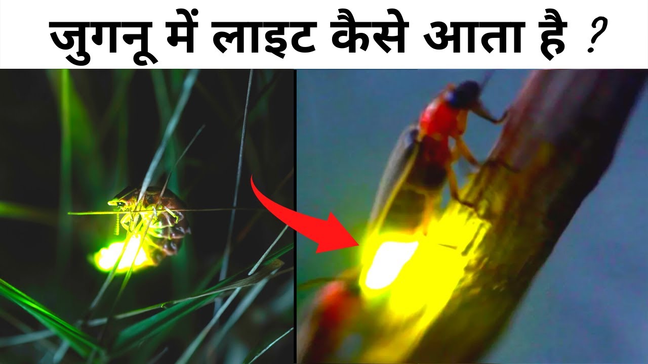 जुगनू में लाइट कहां से आता है | Jugnu mein light kaha se aata hein ...