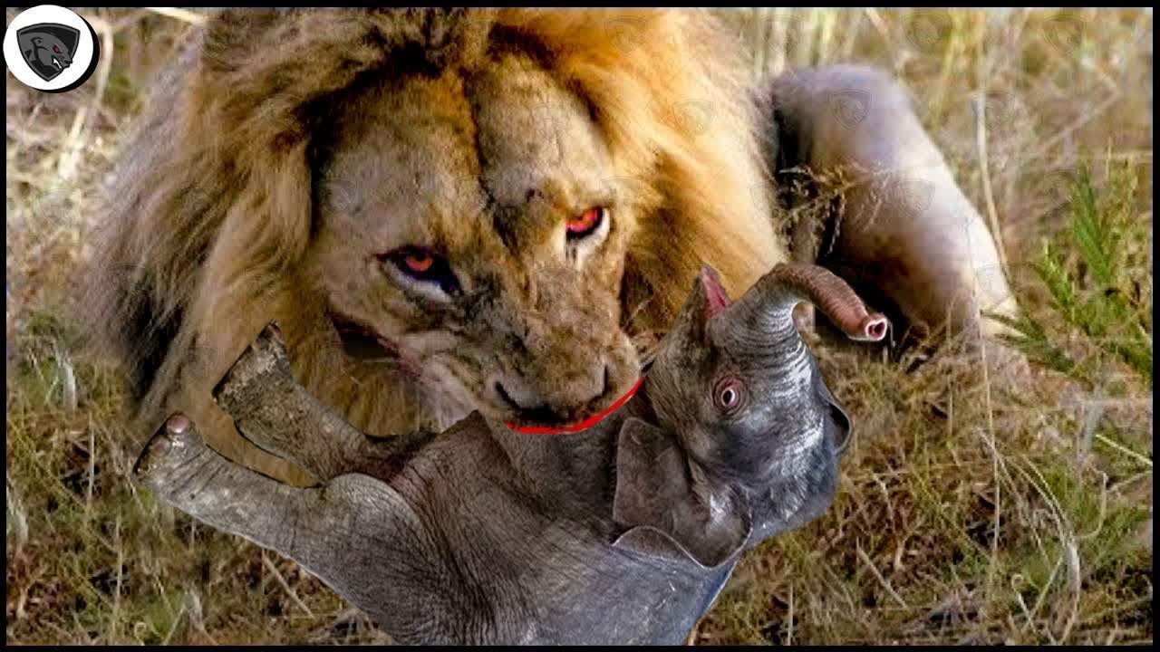 Poor little elephant was bitten by a lion with fatal bites / Wildlife ...