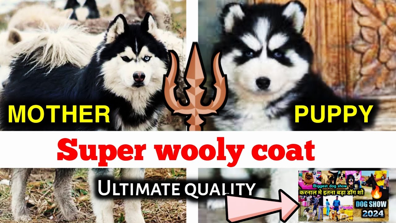 Super wooly coat Siberian husky for sale | trident 🔱 marking | Karnal ...