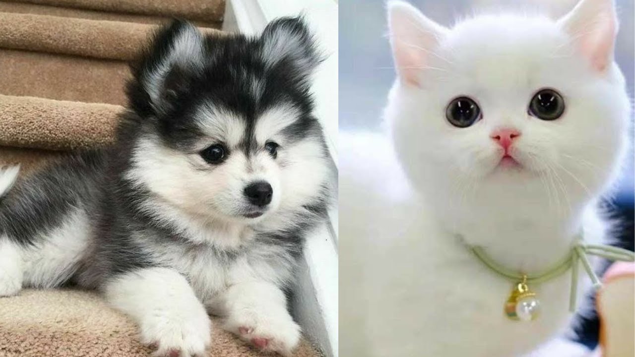 Cute Baby Animals Videos Compilation Funny and Cute Moment of the ...