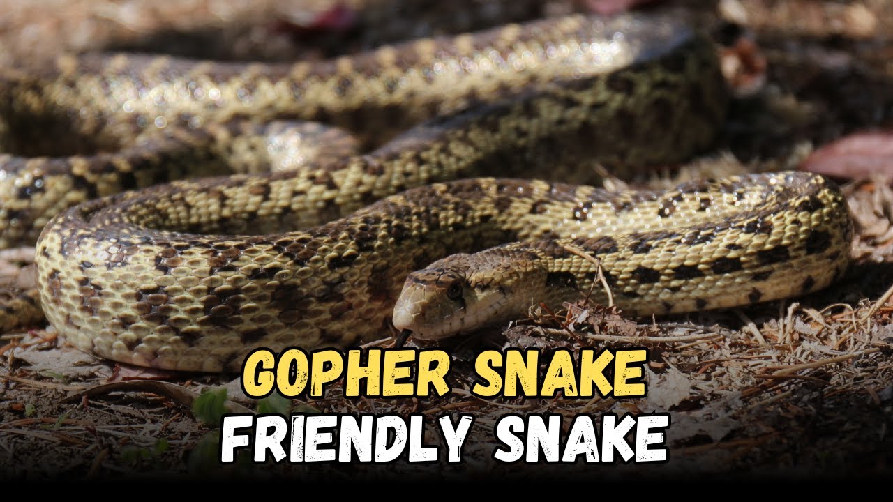 Gopher Snake is the best friendly Pet Snakes Buying Cost, Diet, Care ...