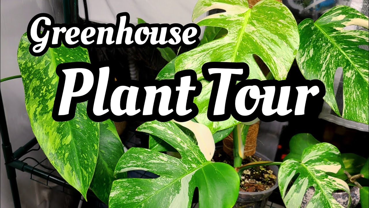 Greenhouse Tour & Update!! 🌿 all the rare Philodendron, Monstera ...