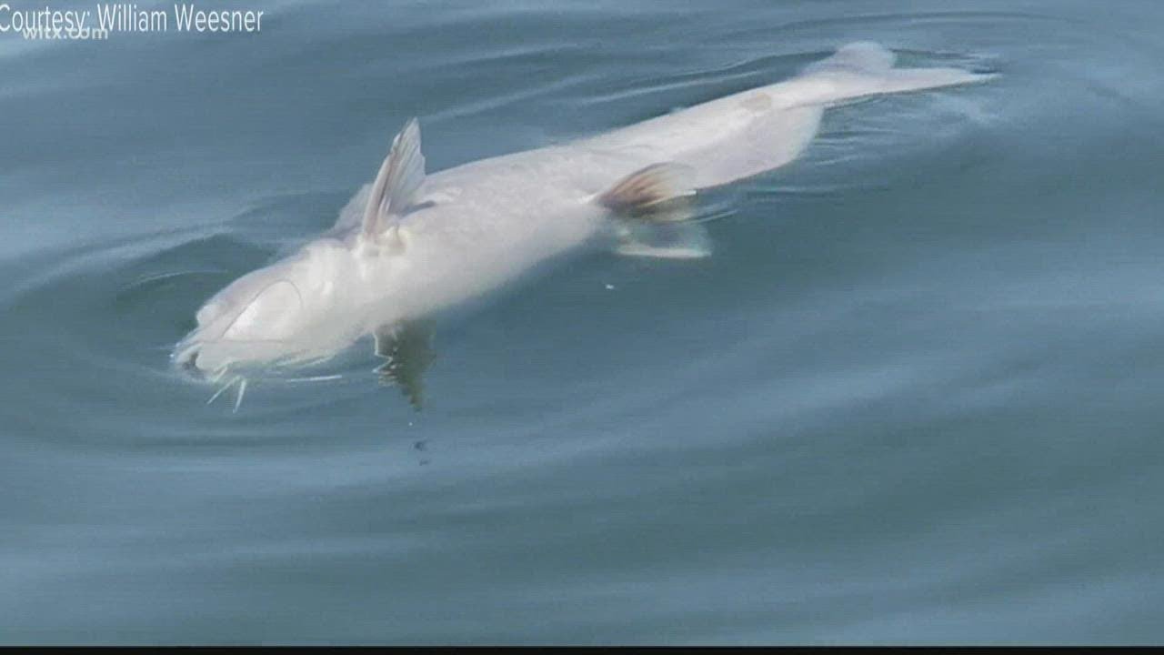 People report finding floating dead fish in Lake Wateree - YouTube