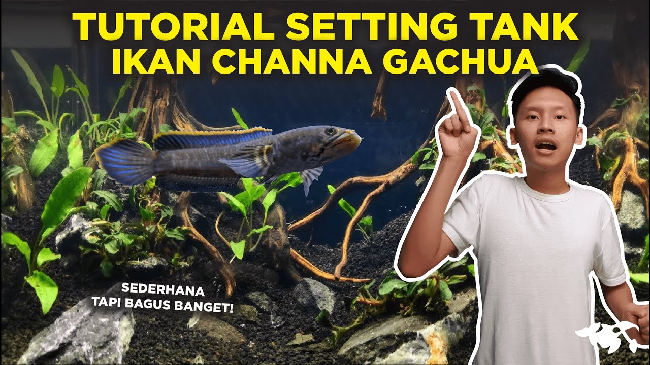 Channa Gachua Bengal Blue