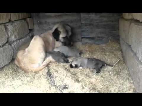 KANGAL YAVRUSU ÜRETİM SATIŞ