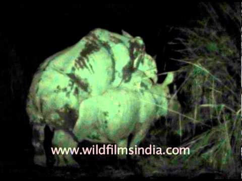 Rhinos mating!