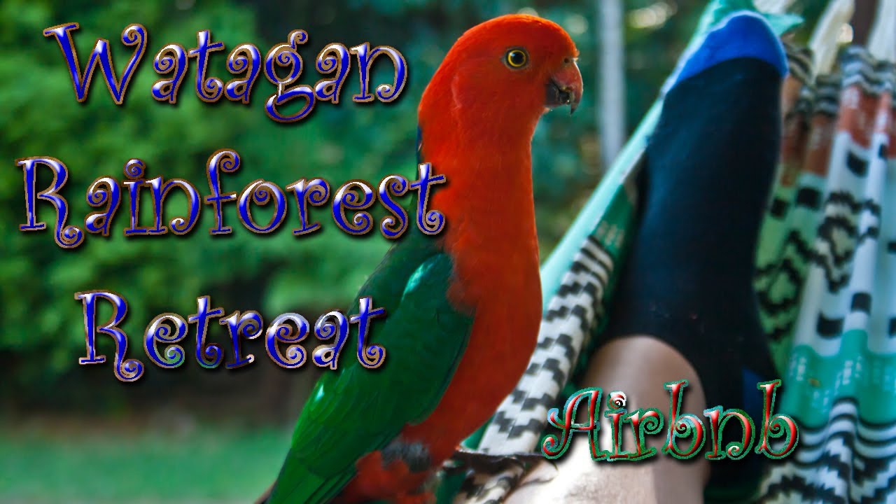 Amazing AirBnb, Watagan Rainforest Retreat - YouTube