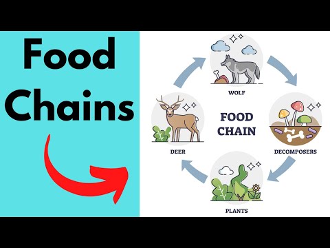 A Diagram Illustrates That Grass Is Eaten By Insects