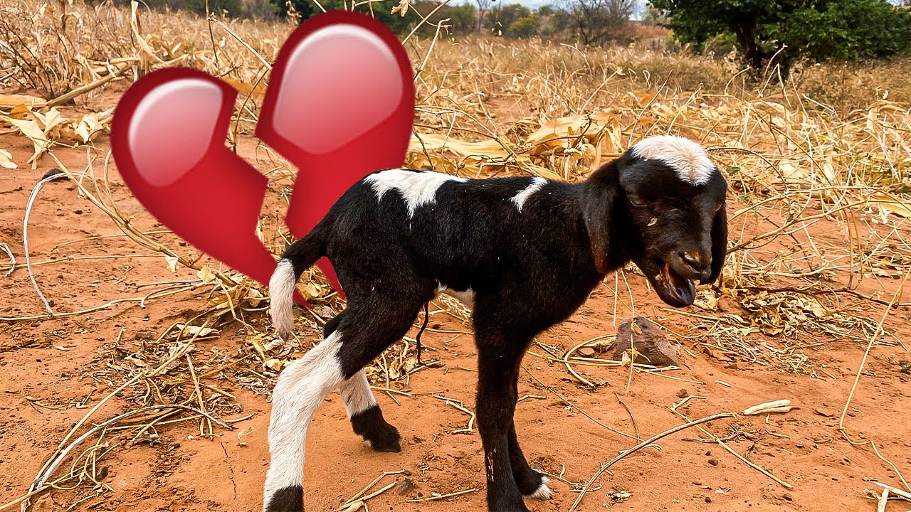ENCONTRAMOS ESSE ANIMALZINHO ABANDONADO E COM FOME 💔😢 - YouTube
