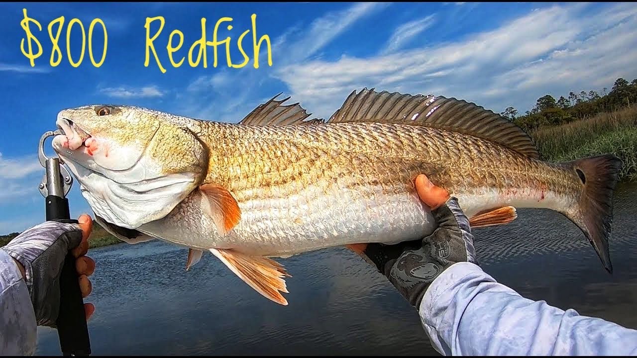 Bull Redfish on Light Tackle - YouTube