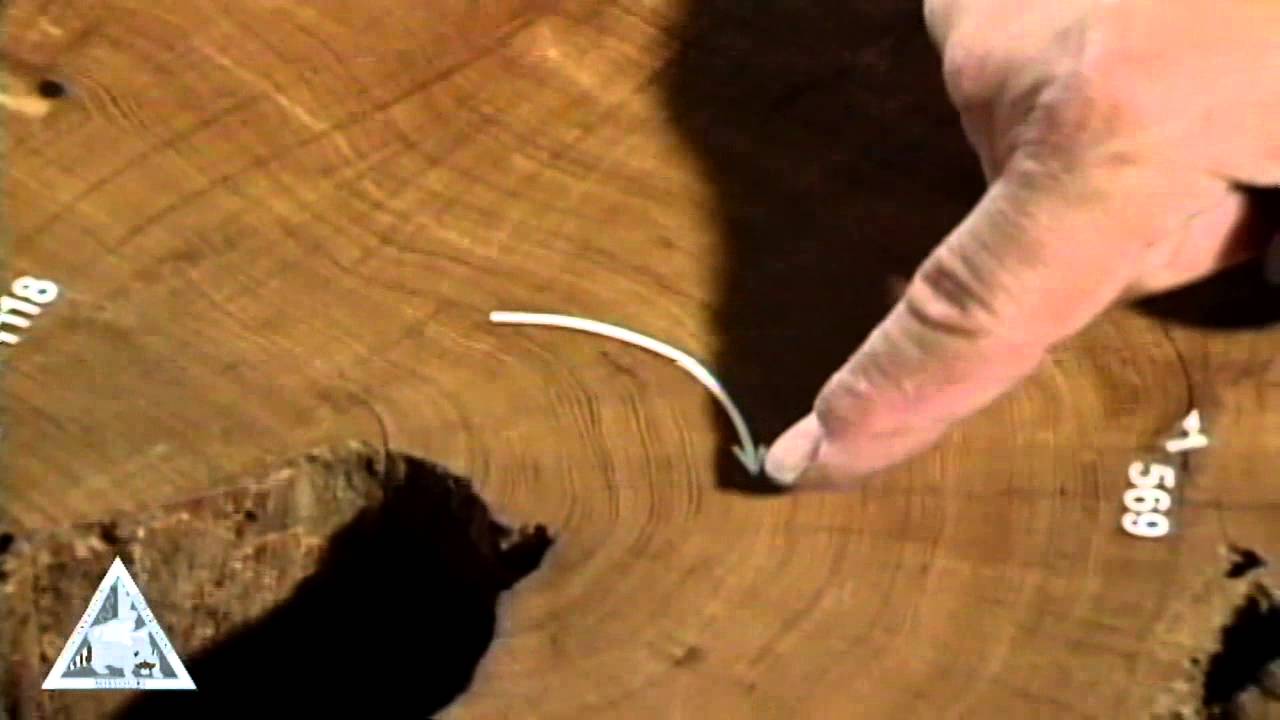 Tree Rings - Fire - YouTube