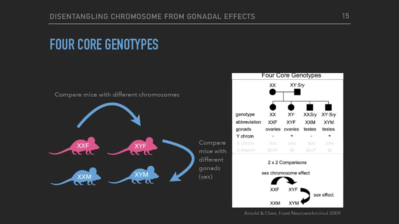 Four Core Genotypes — Sherri Lee Jones - YouTube