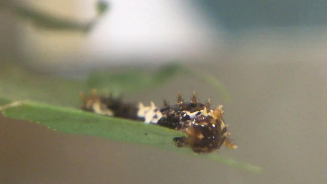 Lemon Butterfly Larva macro 02, eating - YouTube