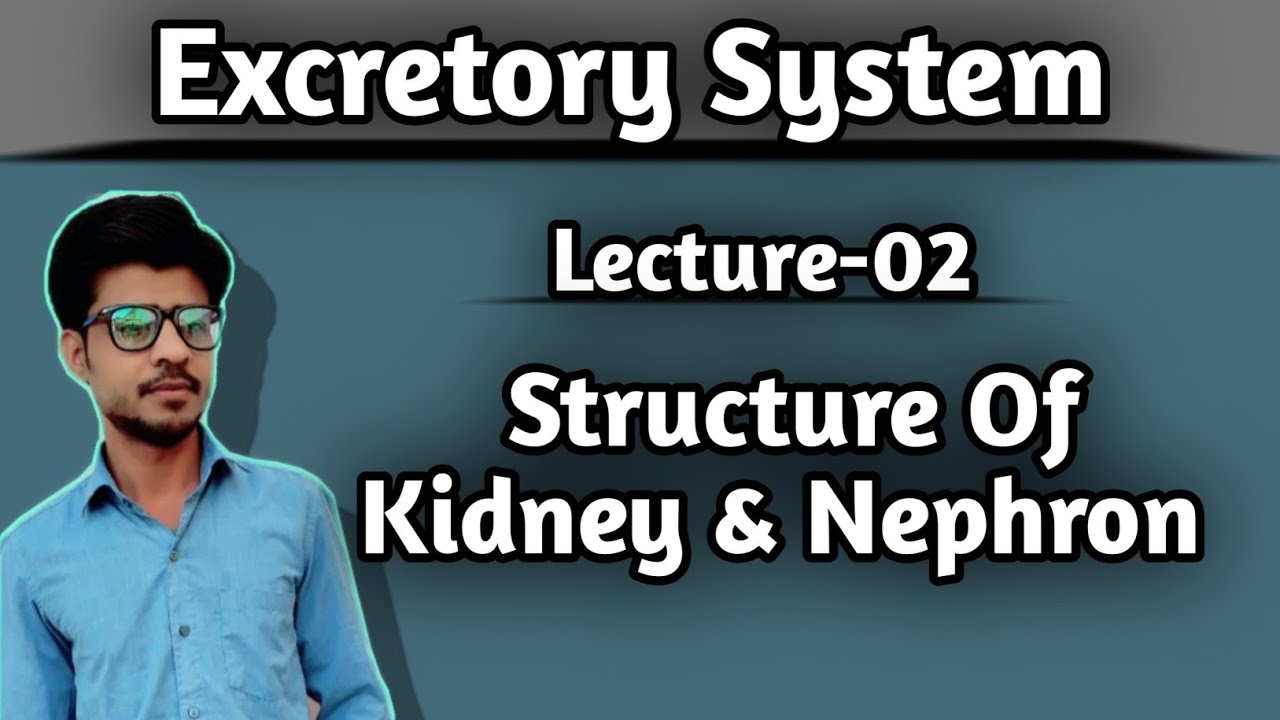 Human Excretory System || Lecture-02 || Class-11 ||Kidney & Nephron ...