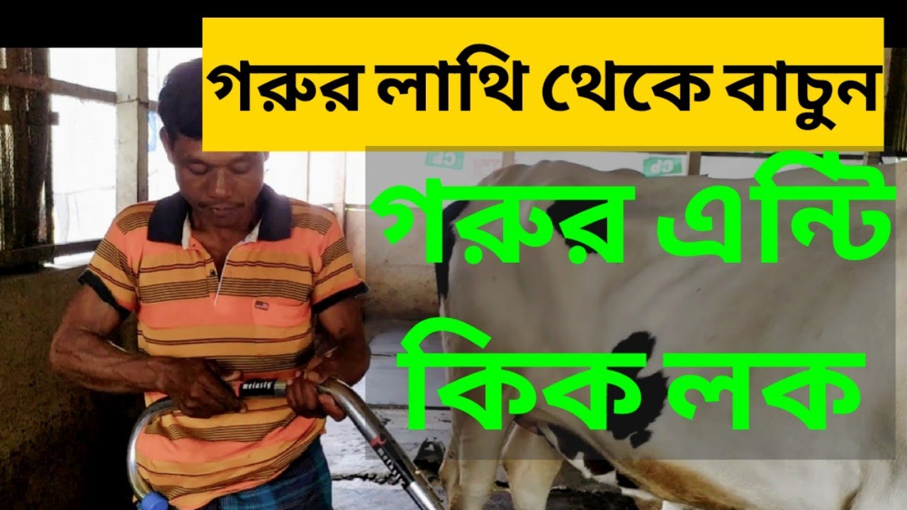 গরুর লাথি বন্ধ করতে ব্যবহার করুন তুরস্কের এন্টি কিক লক |Cow Anti kick ...