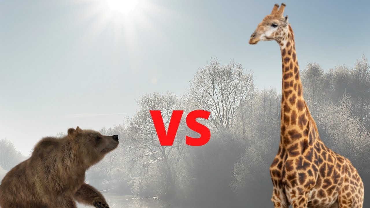 Grizzly Bear vs Giraffe - YouTube