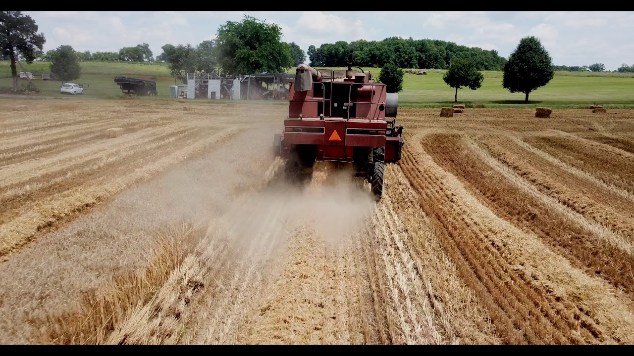 Wheat harvest 2018 at moon farms. - YouTube