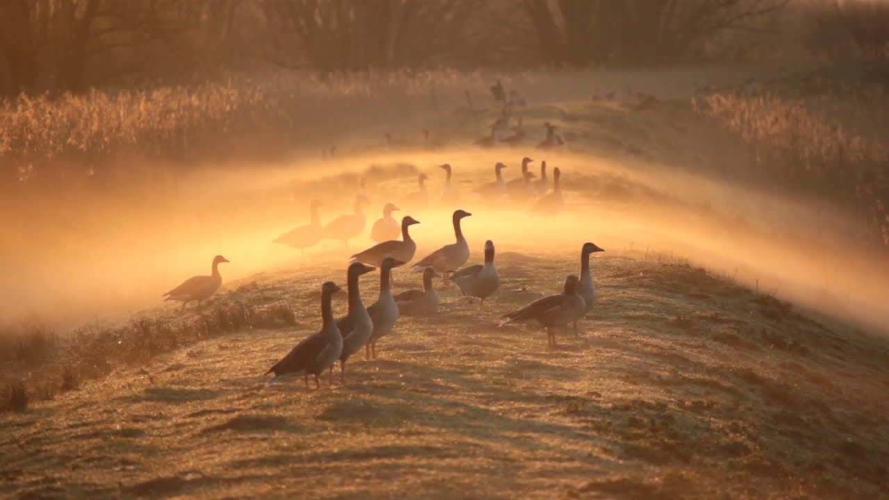 Good morning geese - YouTube
