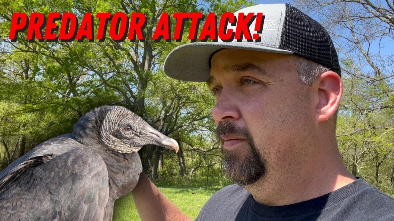 Predator attack on the farm #blackvulture - YouTube