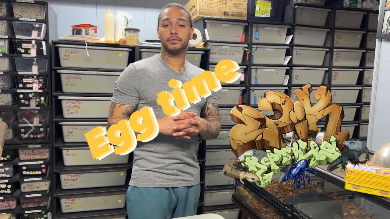 Ball Pythons eggs - YouTube